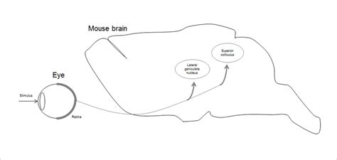 Retinal Projections To The Lateral Geniculate Nucleus And Superior Download Scientific Diagram
