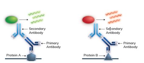 Multiplex Protein Detection Azure Biosystems