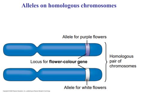 Topic 1 Mendelian Inheritance Flashcards Quizlet