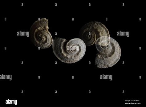 Sea Shells Design Pattern And Design Double Exposure Stock Photo Alamy