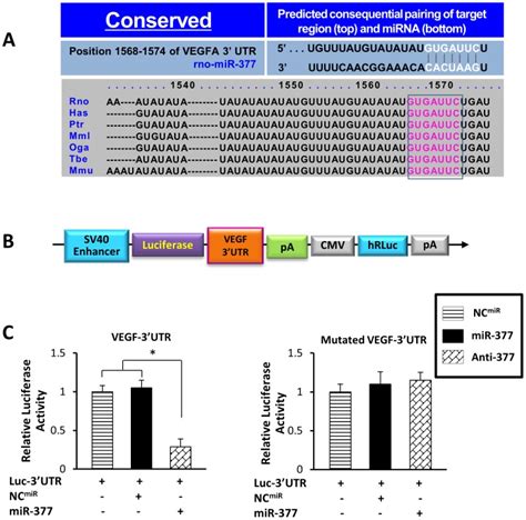 A Computational Mirna Target Prediction Analysis Coincidentally