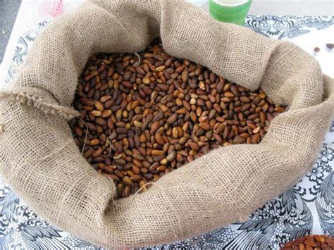 Самодельная дробилка для кедровых шишек