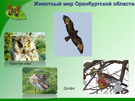 Живой мир Оренбургской области - презентация онлайн