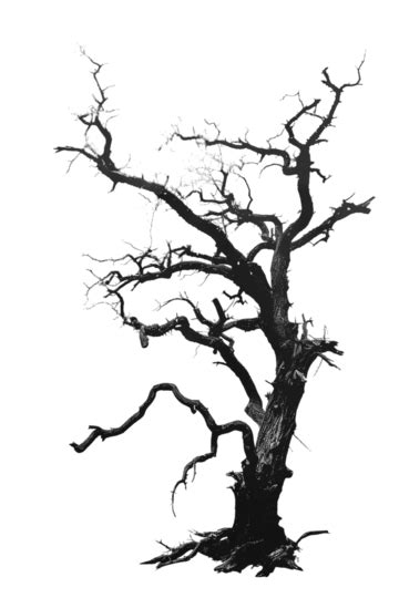 Ranting Pohon Gambar Png File Vektor Dan Psd Unduh Gratis Di Pngtree