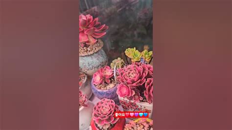 베란다 다육이들2 다육이 Succulent 다육식물 Plants 베란다다육 Youtube