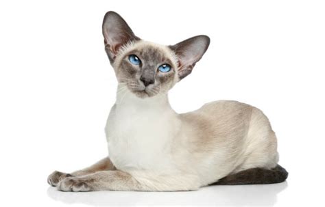 12 Siamese Cat Types And How To Tell Them Apart