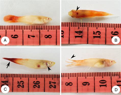 Identification of Philaster apodigitiformis in aquaculture and functional characterization of ...