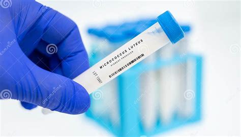 Micrococcus Luteus Stock Image Image Of Technology 360182433