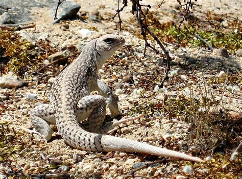 Desert Iguana Facts Always Learning