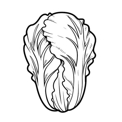 Chinese Cabbage Drawing