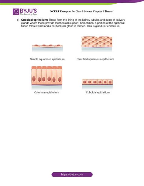 Ncert Exemplar Class 9 Science Solutions Chapter 6 Tissues