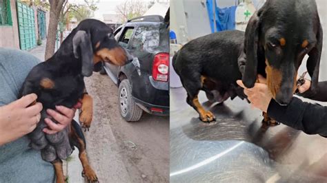 Rescataron A Una Perra A La Que Hacían Parir Para Lucrar Con Sus Cachorros