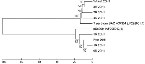 neighbor joining tree constructed utilizing the method [25] based on