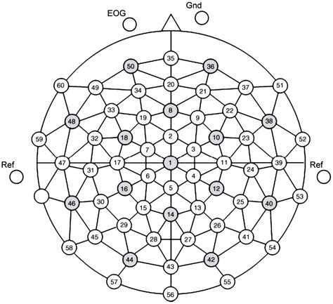 Details On The Eeg Language Dataset Fieldtrip Toolbox