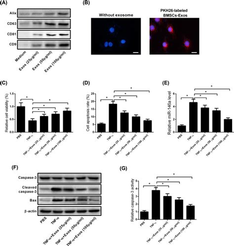 Exosomes Derived From Circrna Rtn4 Modified Bmscs Attenuate Tnf α Induced Cytotoxicity And