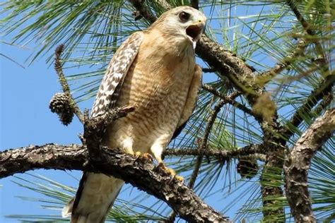 9 Types Of Hawks In California Pictures Bird Feeder Hub