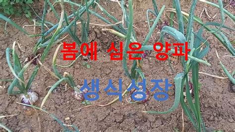 텃밭 농사 32 봄에 심은 양파 생식 성장을 위한 고민 Youtube