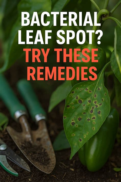 Bacterial Leaf Spot Try These Remedies How To Grow Plant