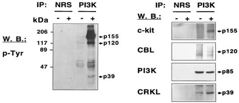 P85 Pi3k Forms An Inducible Complex With C Kit Crkl And P120 Cbl Download Scientific Diagram