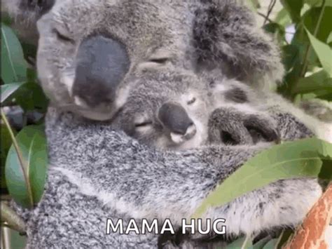 Koala Meme Koala Discover And Share S