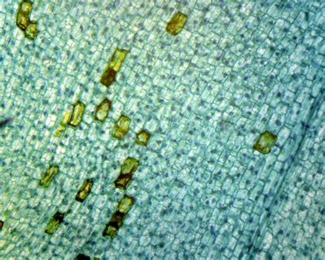 Prepared Microscope Slide Elodea Submerged Leaf Whole Mount