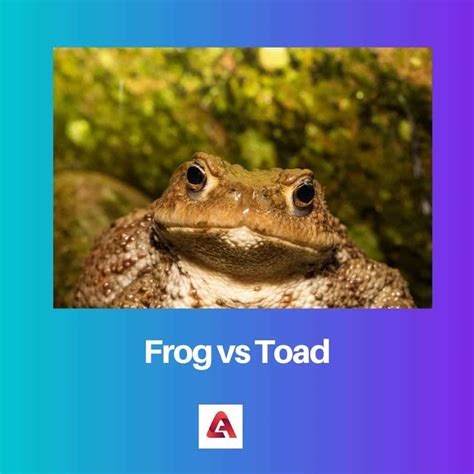 Between Frog And Toad Which Is Poisonous At Robert Guajardo Blog
