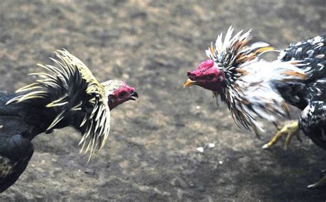 En Durango Acuchillan A Personas Tras Ganar En Pelea De Gallos Grupo