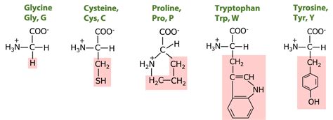Biological Macromolecules And Amino Acids Bioc 2580 Introduction To Biochemistry