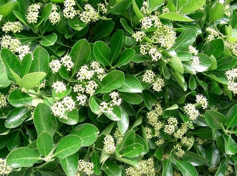 Euonymus Japonicus Complete Guide To Varieties Care And Gardening Uses
