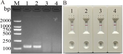 Figure 1 From The Development Of A Multienzyme Isothermal Rapid Amplification Assay To Visually