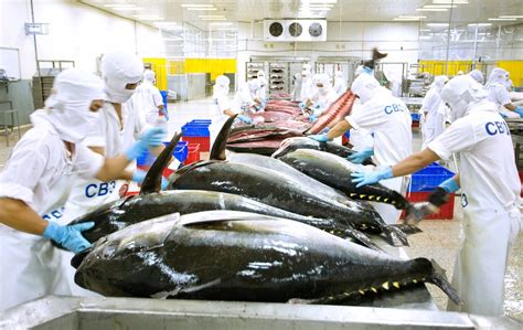 The Us Top 1 Tuna Import Market Of Vietnam