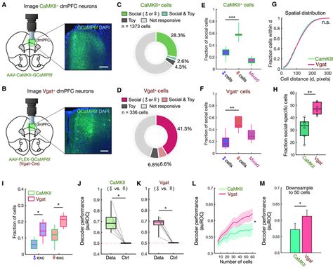 Cortical Representations Of Conspecific Sex Shape Social Behavior
