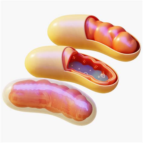 Mitochondria 3d Model