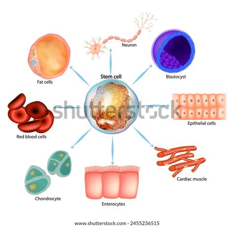 Stem Cell Blastocyst Neuron Epithelial Enterocytes Stock Vector