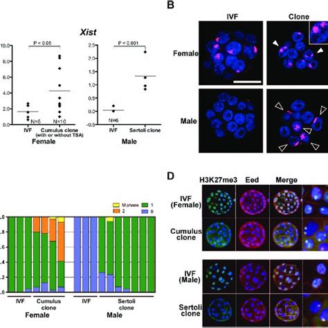 Xist Is Ectopically Expressed On The Active X Chromosome In Female And
