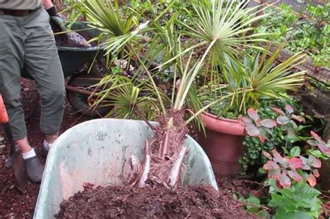 Palm Tree Roots How Deep Are They Are They Problematic