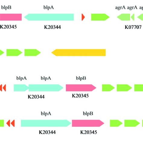 Bacteriocin Synthesis Gene Clusters The Arrow Represents A Gene