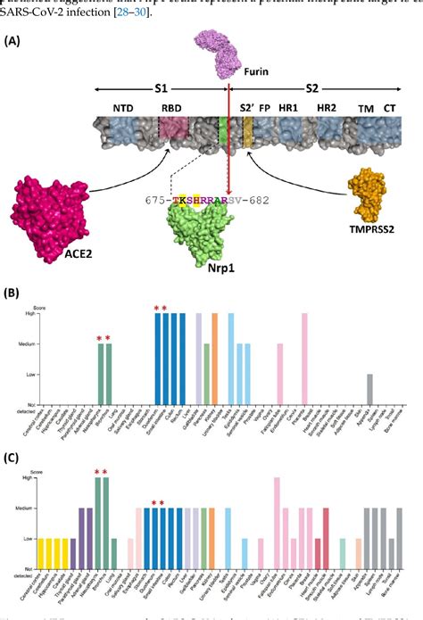 Figure 1 From Conservation And Enhanced Binding Of Sars Cov 2 Omicron