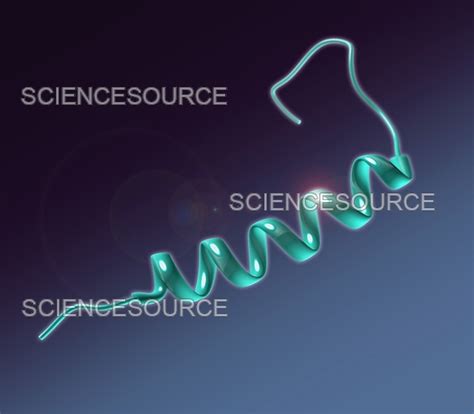 Pancreatic Polypeptide Stock Image Science Source Images