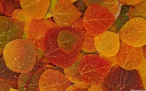 Fall Wallpapers Wallpaper Cave