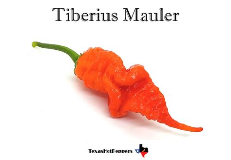 Tiberius Mauler Texas Hot Peppers