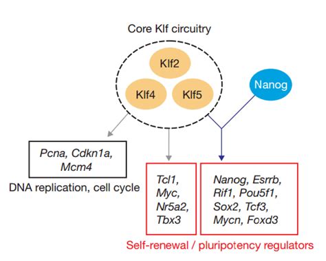 3142 Schematic Representation Of A Model For The Transcriptional