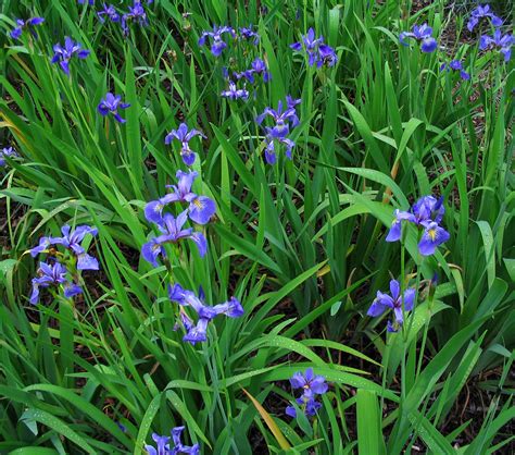 Nccd Blue Flag Iris 5 Pint Connecticuts Conservation Districts