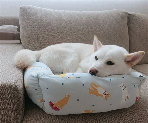 飼い主さんに聞いてみた・リアル柴ライフⅢ「柴犬の暑さ対策・室内編」エアコンや冷房グッズ、何を使う？ どう使う？