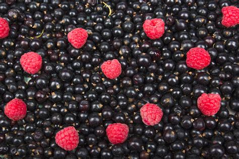 건포도 검은 체리 산딸기입니다 딸기 배경입니다 마 정원에서 신선한 유기 건포도입니다 건포도 유기 열매 디저트 음료수 또는 잼의 생태 열매 상위 뷰 건강관리와 의술에 대한