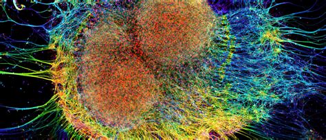 Hsc Cell Imaging Core Core Research Facilities