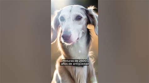 Las Razas De Perros Más Antiguas Hoy El Shanxi Xigou Xian O Saluki