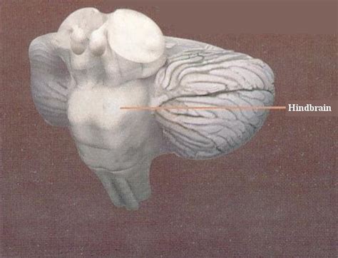 Nervous System