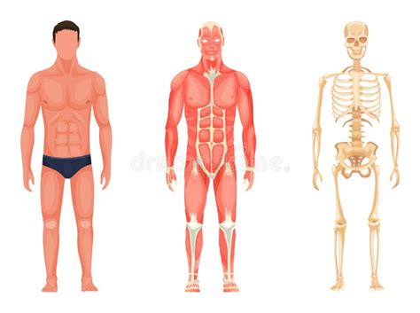 Human Anatomy Full Lenght Front View Of Standing Man In Underwear