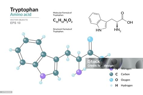 트립토판 Trp C11h12n2o2 Î아미노산 구조 화학식 및 분자 3d 모델 색상 코딩이 있는 원자 벡터 일러스트 레이 션 Tryptophan에 대한 스톡 벡터 아트 및